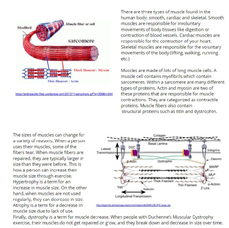 Genetics Lesson 2_Muscles Basics – Bazzi`s Biology Blog