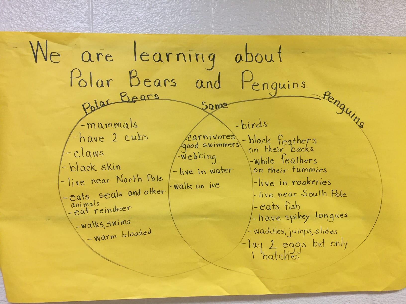 Compare and Contrast of Penguins and Polar Bears : Mrs. Smith's ...