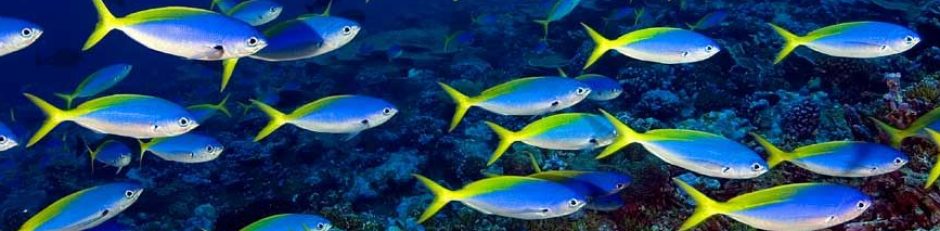 cropped-Fish.jpg | Mr. Tawile's Classroom Connection